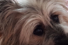 Canilo – ein alltagstauglicher Familienhund