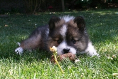 Canilo – ein alltagstauglicher Familienhund