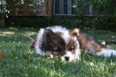 Canilo – ein alltagstauglicher Familienhund