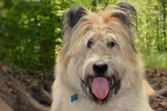 Canilo – ein alltagstauglicher Familienhund