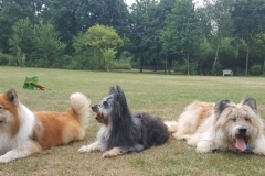 Canilo – ein alltagstauglicher Familienhund