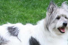 Canilo – ein alltagstauglicher Familienhund