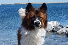 Canilo – ein alltagstauglicher Familienhund